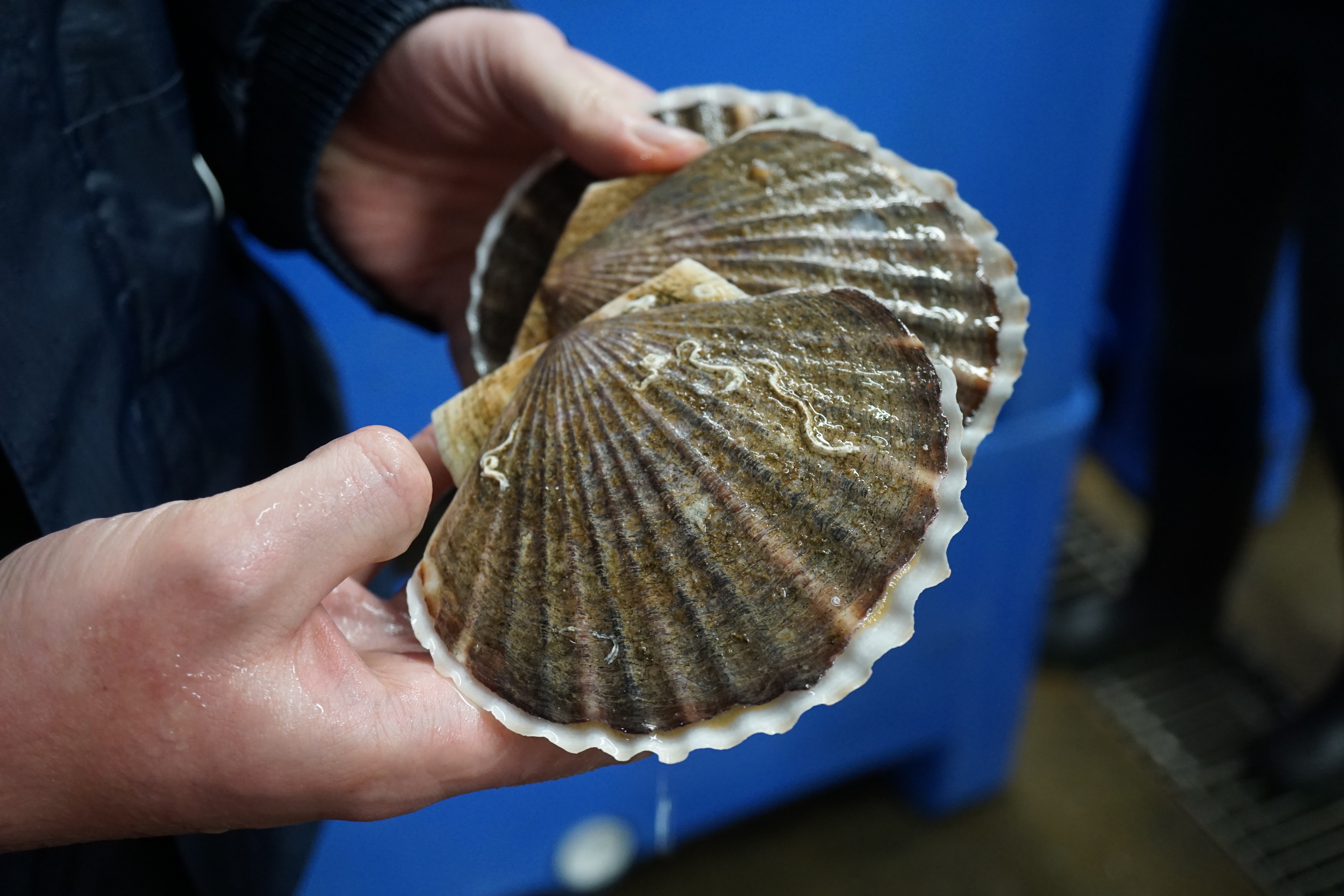 Our Shellfish | Fanny Bay Oysters, British Columbia
